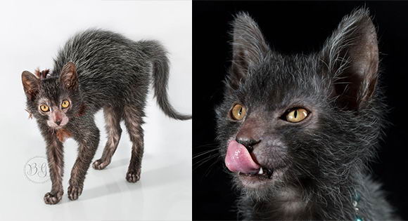 Lykoi แมวสายพันธุ์ใหม่ ที่ได้ฉายาว่า "มนุษย์หมาป่า" - เพชรมายา