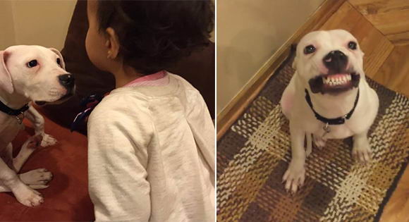 สุดฮา! หมายิ้มได้ ตามคำสั่ง "เซย์ ชีสสสส" ถูกแชร์ไปกว่า 3 แสนครั้ง ...