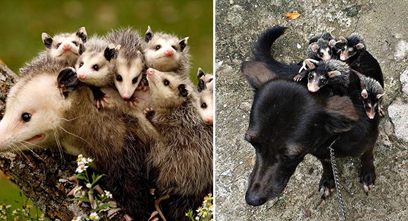 ลูกโอพอสซัมกำพร้าแม่ จากการโดนสุนัขกัด แต่พวกมันกลับได้แม่ใหม่ที่เป็น ...