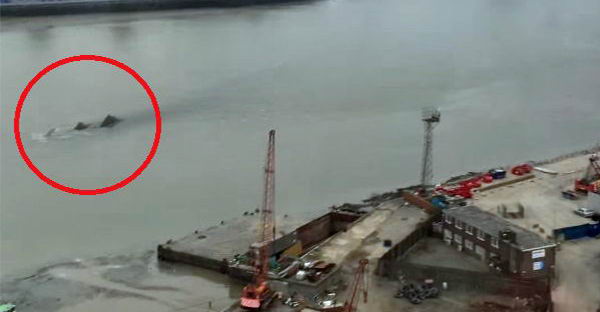 สัตว์ประหลาดโผล่ที่แม่น้ำเทมส์ มันคือตัวอะไรกันแน่ ? - เพชรมายา