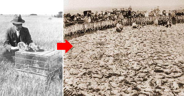 จุดเริ่มต้นกระต่าย จาก 24 ตัวเป็นหมื่นล้านตัว สร้างหายนะในออสเตรเลีย ...