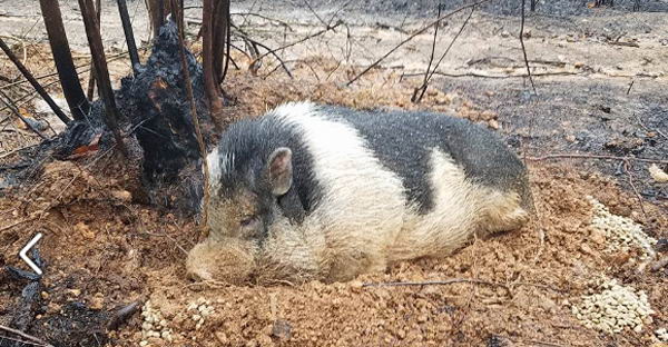 เจ้าหมูรอครอบครัวที่หนีไฟป่าอยู่ที่เดิม หลังบ้านพังพินาศสิ้น - เพชรมายา