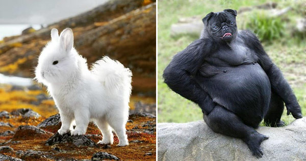 ถ้าสัตว์พันธุ์ผสมมีอยู่จริง คุณอาจพบว่ามันแปลกประหลาดกว่าที่คิด - เพชรมายา