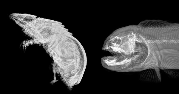 London Zoo Releases Xray Images Of Their Animals Blazepress