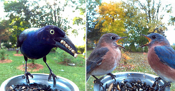 หญิงสาวติดตั้งบูทถ่ายรูปนก จนรู้ว่าแถวบ้านเธอมีนกแปลกๆ เยอะกว่าที่คิด ...