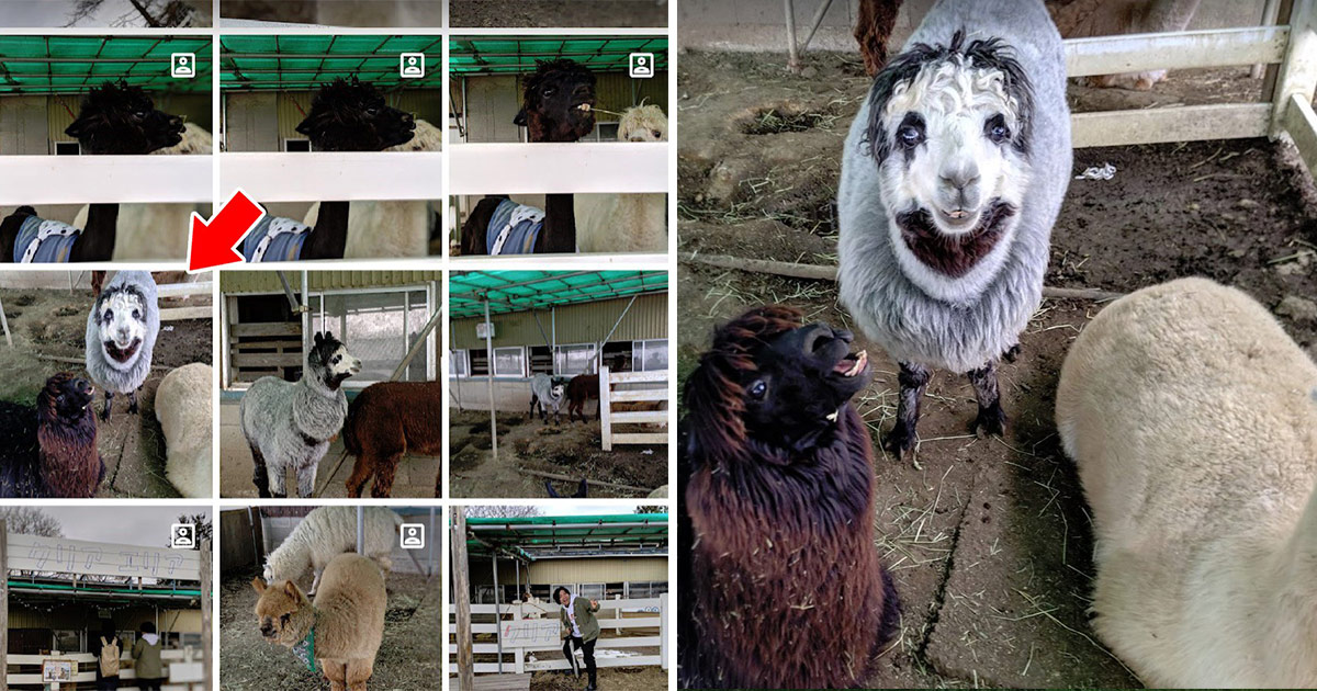 อัลปาก้าที่น่ากลัวที่สุดในโลก ถูกพบในประเทศญี่ปุ่น - เพชรมายา