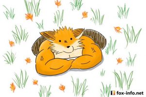 ชาวเน็ตญี่ปุ่นถ่ายรูปจิ้งจอกธรรมดา แต่กลับมองว่ามีมันกล้ามเนื้อ จน ...