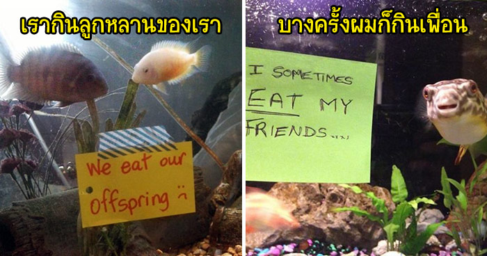 เมื่อชาวเน็ตแฉวีรกรรมสุดแสบ ของปลาที่ตัวเองเลี้ยงให้โลกได้รู้ - เพชรมายา