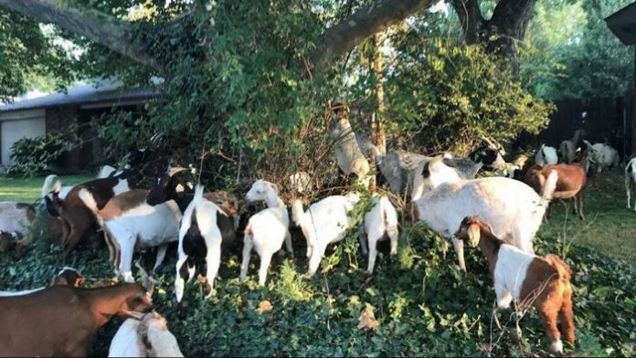 แพะปริศนานับร้อยบุกเมืองกินทุกอย่างที่ขวางหน้า จนเป็นกระแสไปทั่วโลก ...