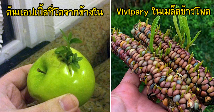 20 ภาพพืชผักผลไม้ที่เติบโตผิดปกติแบบ Vivipary ที่งอกจากข้างในสู่ภายนอก ...