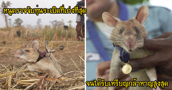 Magawa หนูตรวจจับทุ่นระเบิดที่ได้รับเหรียญกล้าหาญสูงสุด - เพชรมายา