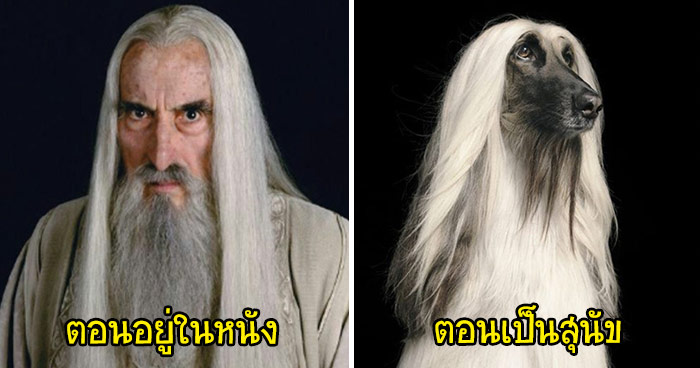 ถ้าตัวละครจาก Lord of the Rings กลายเป็นสุนัขจะดูเป็นอย่างไร - เพชรมายา