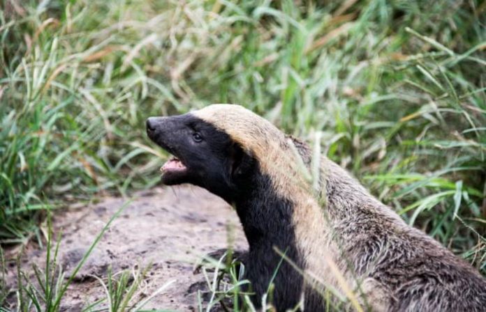 สัตว์ 10 ชนิดกับชื่อของพวกมันที่ตั้งมาให้คุณเข้าใจผิด - เพชรมายา