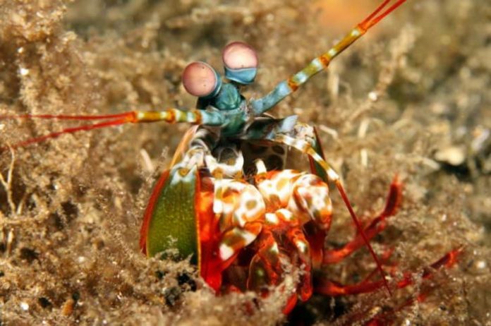 สัตว์ 10 ชนิดกับชื่อของพวกมันที่ตั้งมาให้คุณเข้าใจผิด - เพชรมายา