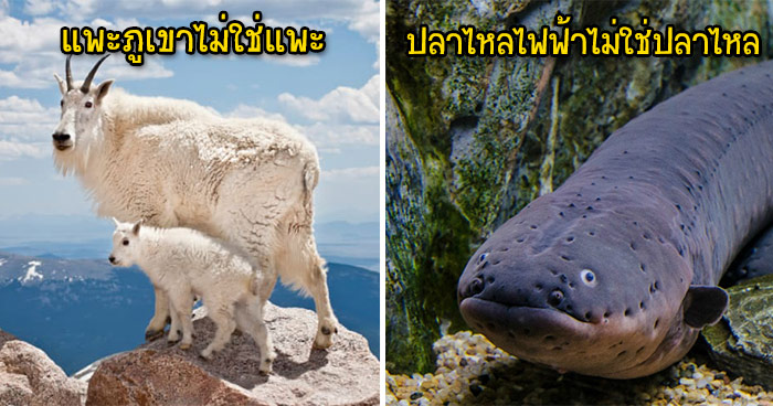 สัตว์ 10 ชนิดกับชื่อของพวกมันที่ตั้งมาให้คุณเข้าใจผิด - เพชรมายา