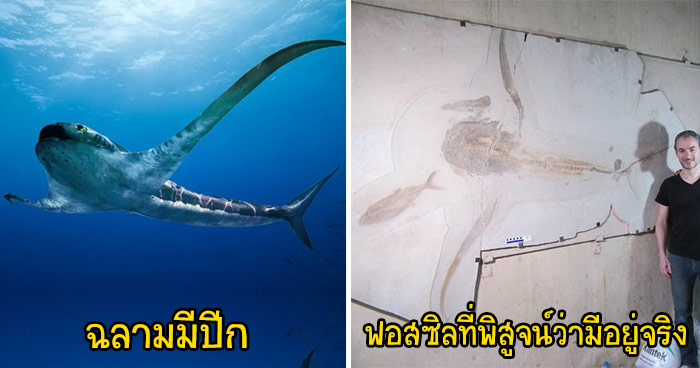 ฉลามมีปีก สิ่งมีชีวิตโบราณที่เคยอยู่ใต้ทะเลเมื่อ 93 ล้านปีก่อน - เพชรมายา