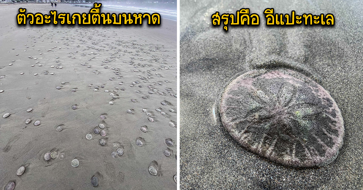 สิ่งมีชีวิตปริศนาเกยตื้นบนชายหาด ก่อนรู้ว่ามันคืออีแปะทะเล - เพชรมายา
