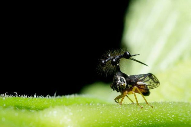 Brazilian Treehopper สิ่งมีชีวิตที่ดูราวกับสัตว์ต่างดาวมากที่สุดในโลก ...