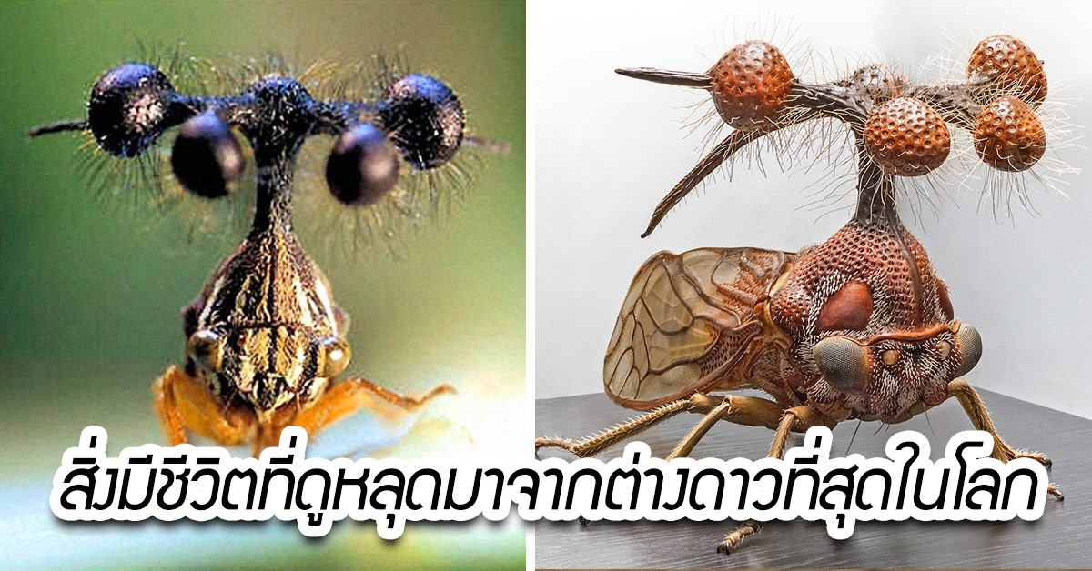 Brazilian Treehopper สิ่งมีชีวิตที่ดูราวกับสัตว์ต่างดาวมากที่สุดในโลก ...