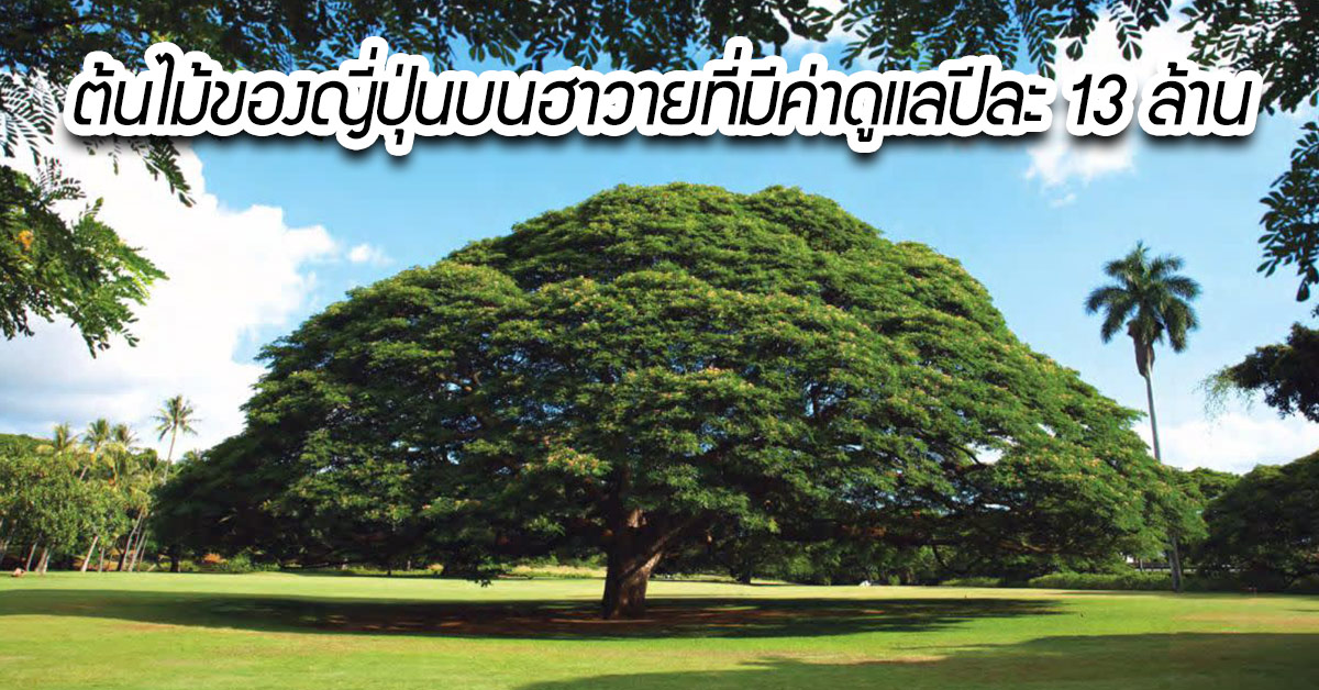 ต้นฮิตาชิ สัญลักษณ์ของบริษัทญี่ปุ่นบนเกาะฮาวายที่มีค่าดูแลปีละ 13 ล้าน ...