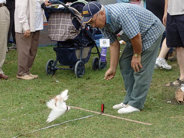 Parlor Roller นกพิราบที่สร้างขึ้นให้บินไม่ได้ แต่ตีลังกากลับหลังได้ ...