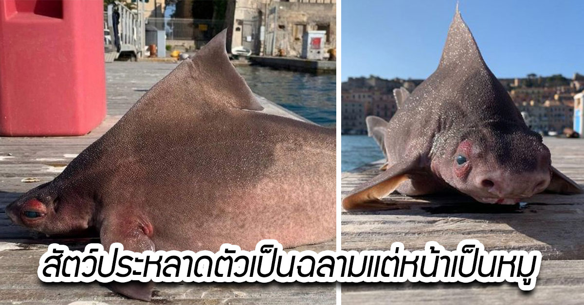ทหารเรืองง เจอสัตว์ประหลาดในทะเลมีตัวเป็นฉลามแต่มีหน้าเป็นหมู - เพชรมายา