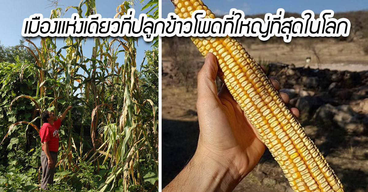 จาลา เมืองแห่งเดียวในโลกที่สามารถผลิตข้าวโพดที่ใหญ่ที่สุดในโลกได้ ...