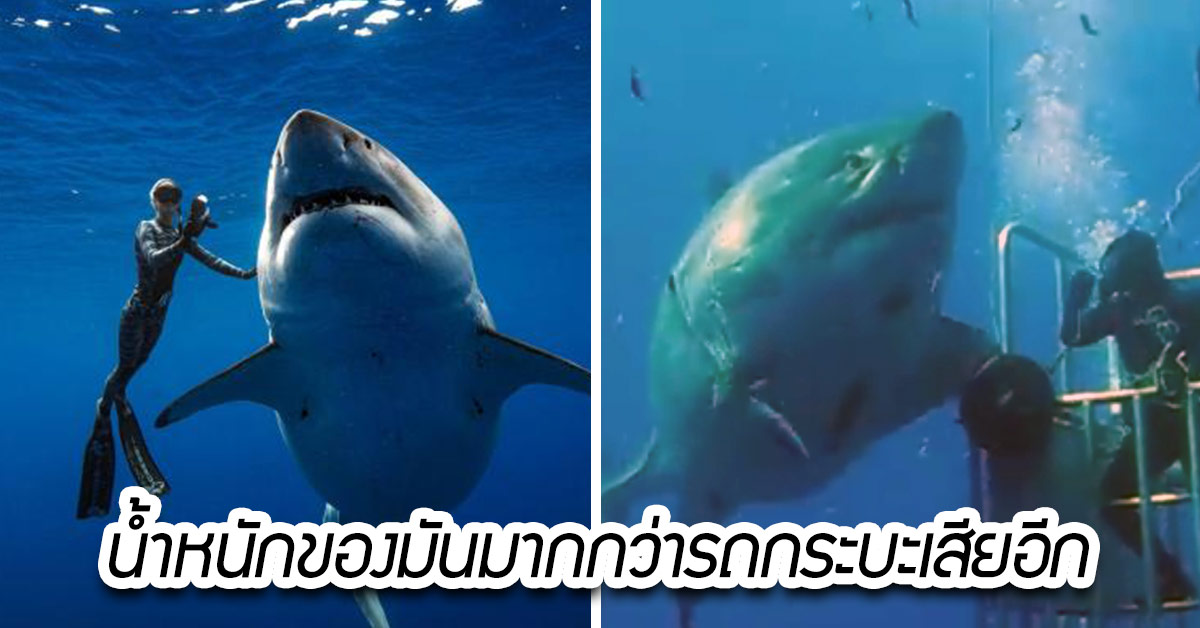 Deep Blue ฉลามขาวที่ใหญ่ที่สุดในโลก ยาว 6.4 เมตรและหนักว่า 2,500 ...