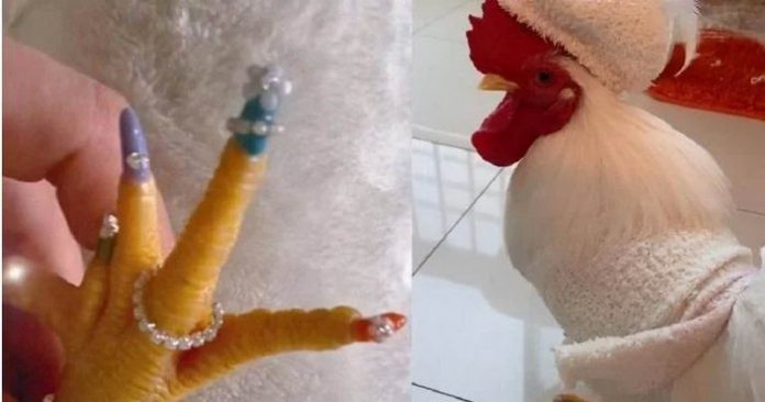 สาวจีนทาเล็บให้ไก่ของเธอ จนกลายเป็นไวรัลที่ถกเถียงกันในจีน - เพชรมายา