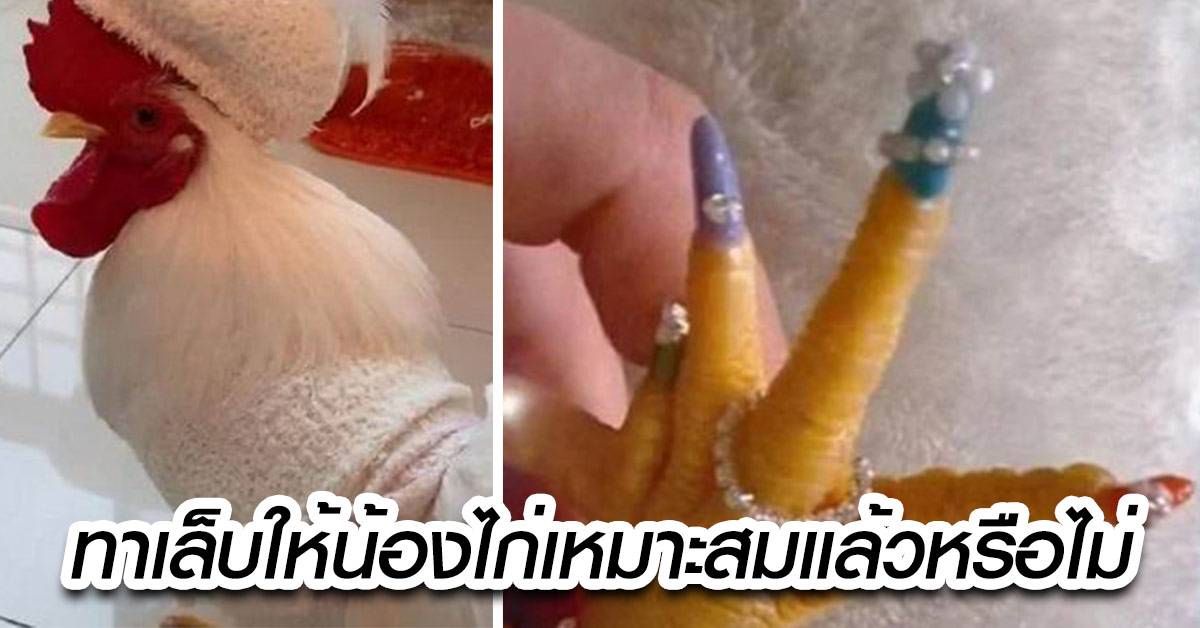 สาวจีนทาเล็บให้ไก่ของเธอ จนกลายเป็นไวรัลที่ถกเถียงกันในจีน - เพชรมายา