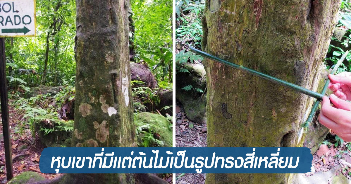 El Valle de Anto หุบเขาในปานามาที่มีต้นไม้เป็นทรงสี่เหลี่ยม - เพชรมายา