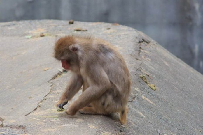 นักวิทย์ประสบความสำเร็จในการทำให้ลิงเกิดภาวะซึมเศร้า แต่ชาวเน็ตไม่เห็น ...