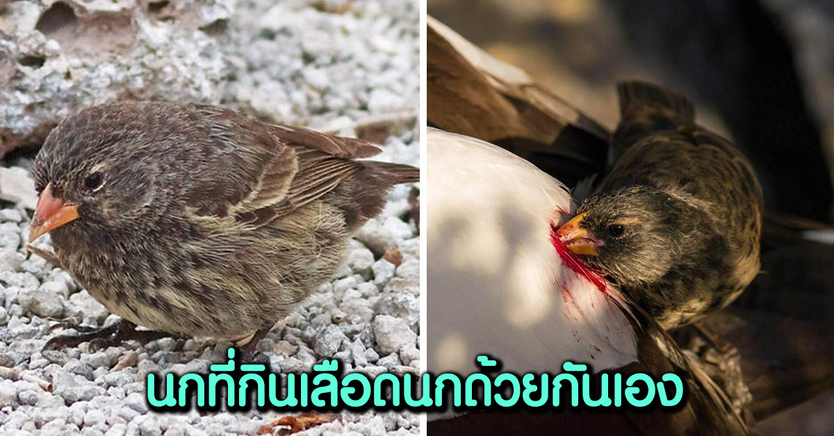 แวมไพร์ฟินช์ นกน้อยน่ารักที่กินเลือดนกตัวอื่นเป็นอาหาร - เพชรมายา