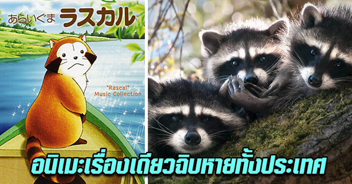 เมื่ออนิเมะเรื่องเดียว ทำให้แร็กคูนกลายเป็นหายนะครั้งใหญ่ในญี่ปุ่น ...