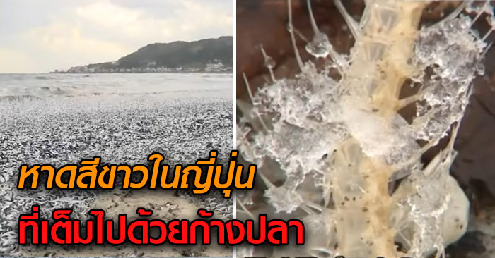 หาดก้างปลา ชายหาดของญี่ปุ่นที่ปกคลุมไปด้วยก้างปลาล้วน ๆ - เพชรมายา