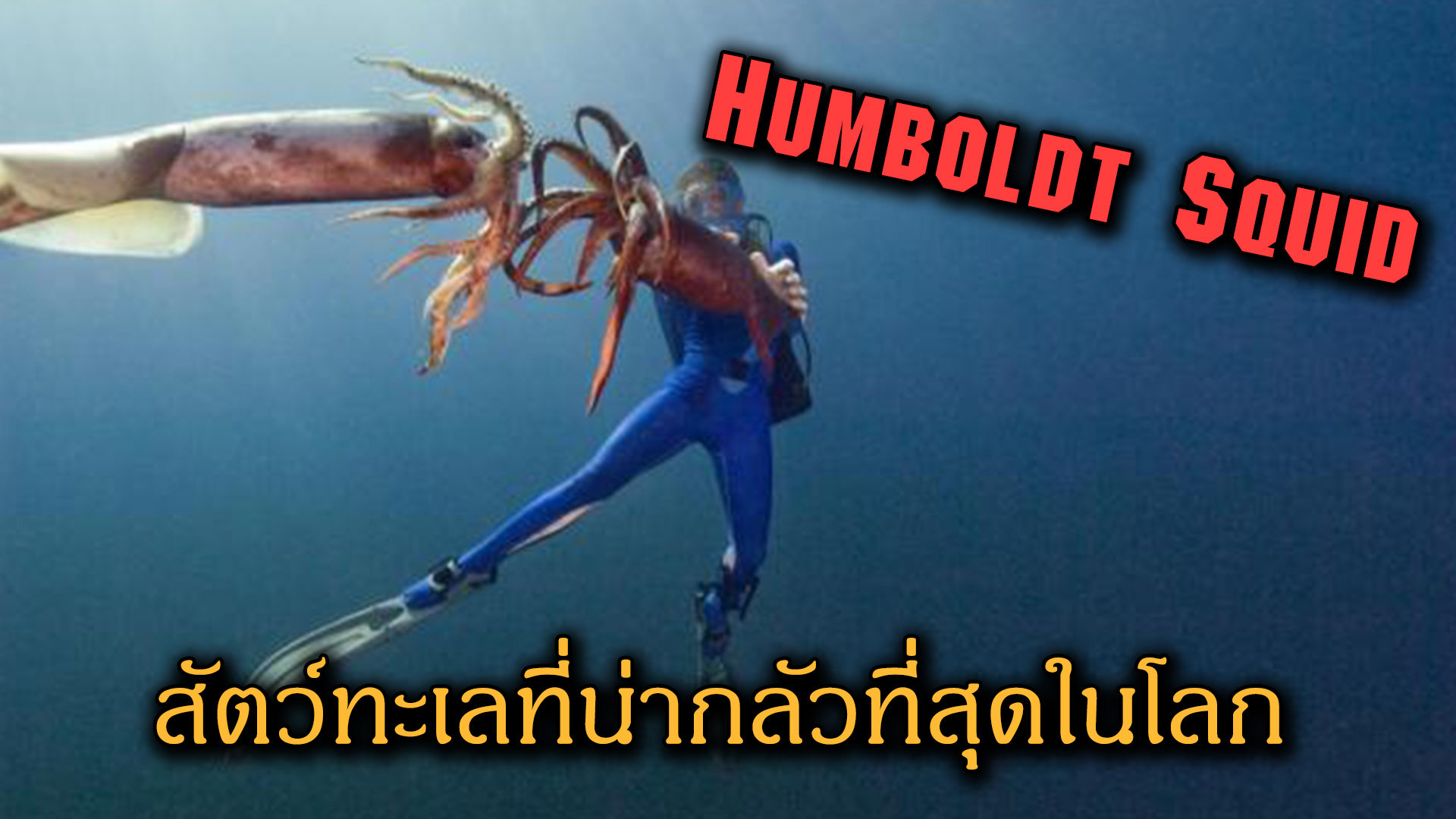 หมึกฮัมโบลต์ หนึ่งในสัตว์ทะเลที่น่ากลัวที่สุดในโลก - เพชรมายา